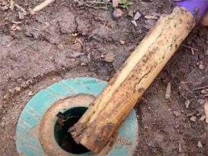 Why Is Sentricon So Expensive and Is It Worth The Investment?