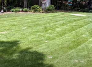 Zeon Vs. Palisades Zoysia Grass: In-depth Differences And Features