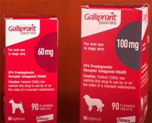 Why Is Galliprant So Expensive? – A Deeper Insight!