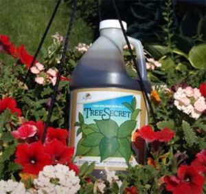 Dr. Jimz Tree Secret Reviews: Why You Should Give It A Try?